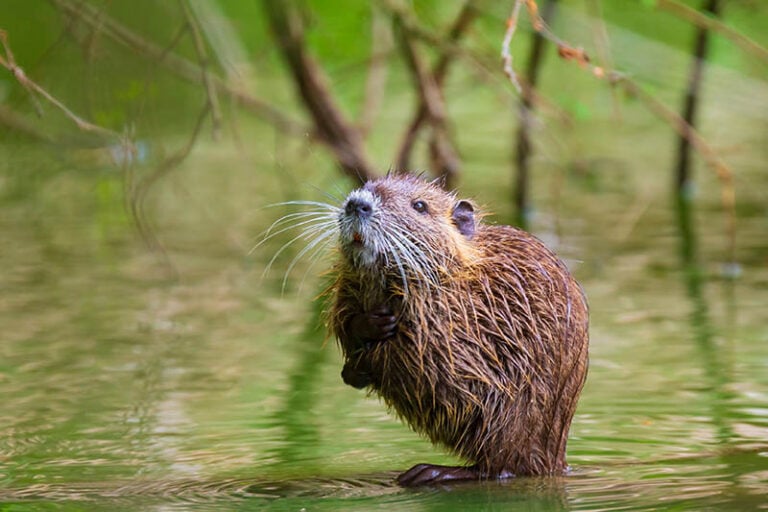 Are There Rats in Canada? 4 Common Types (With Pictures) | Home Grail