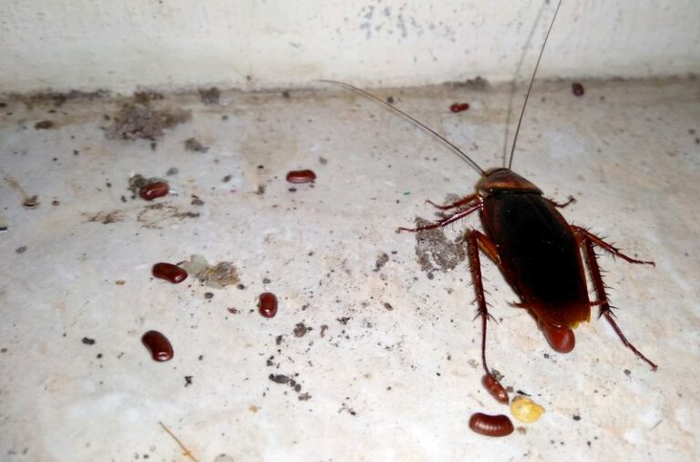 4 Types of Cockroaches In Arizona (With Pictures) | Home Grail