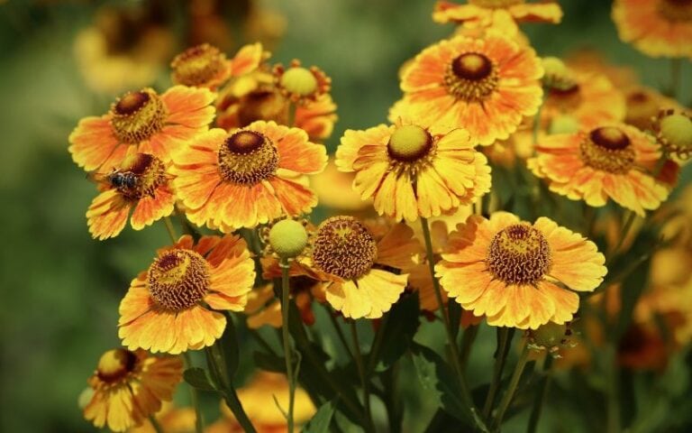 24 Wildflowers That Grow in Vermont (Identification Guide With Pictures ...