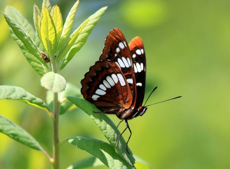 How Long Do Butterflies Live? Life Cycle & FAQs | Home Grail