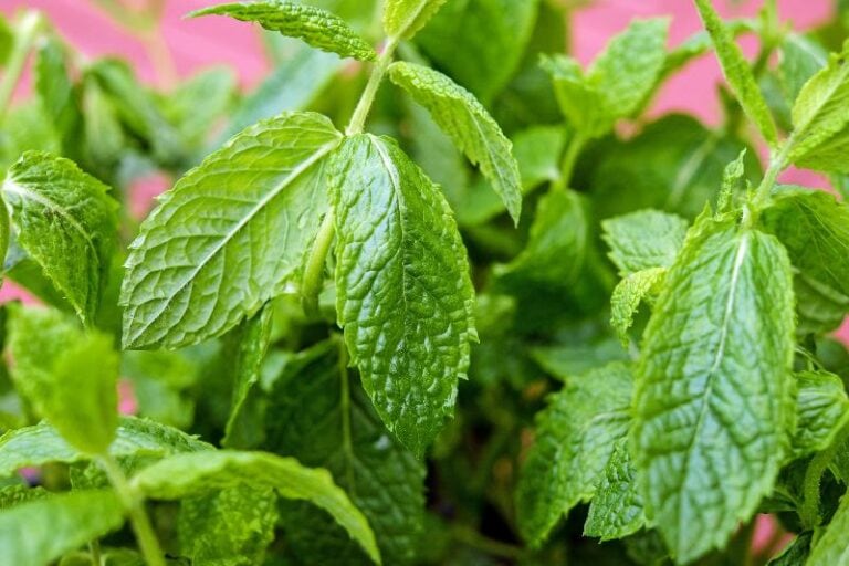 11 Types of Mint to Grow in Your Garden (with Pictures) | Home Grail