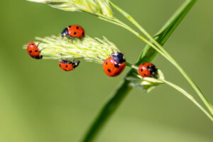 Do Ladybugs Hibernate? Facts & FAQs | Home Grail