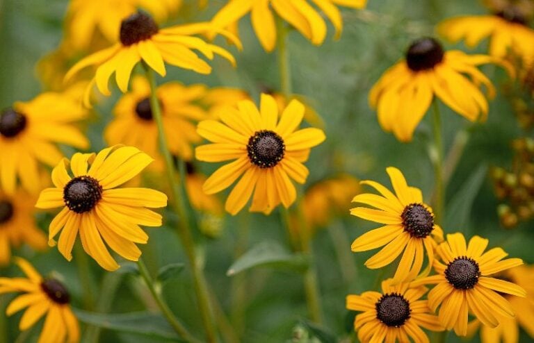 12 Wildflowers That Grow In Wisconsin (Identification Guide With ...