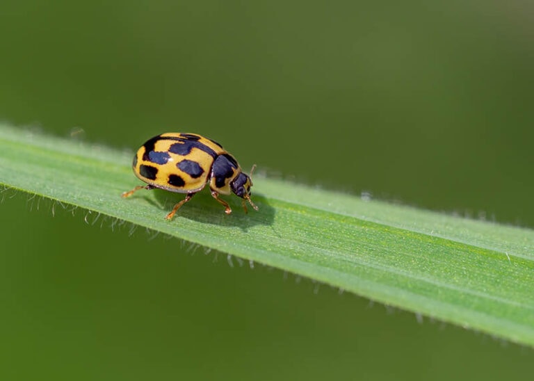 Are There Yellow Ladybugs? 3 Types (With Pictures) | Home Grail