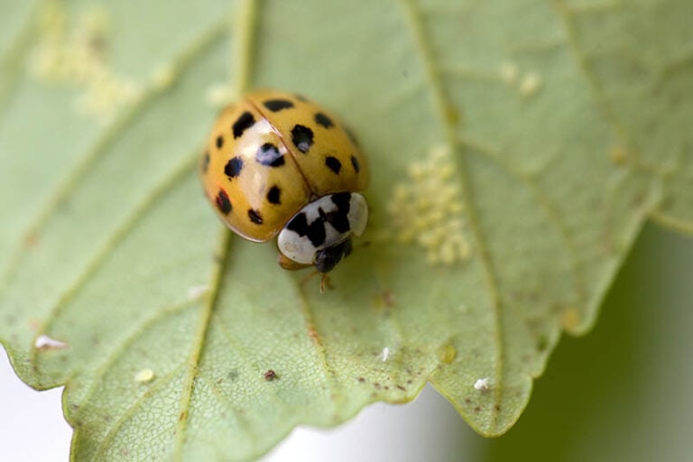 Are There Yellow Ladybugs? 3 Types (With Pictures) | Home Grail