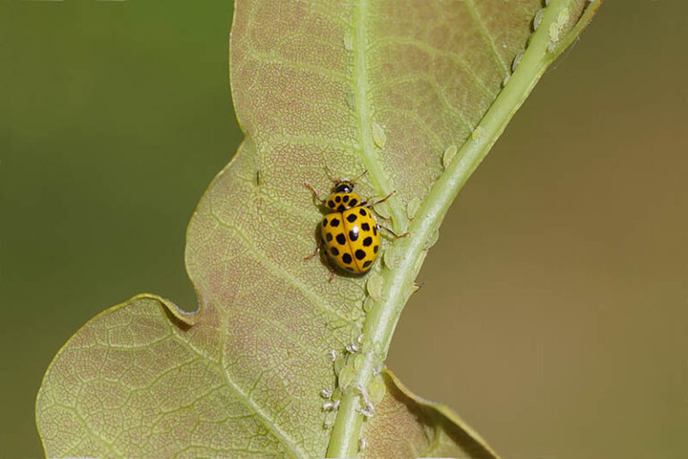 Are There Yellow Ladybugs? 3 Types (With Pictures) | Home Grail