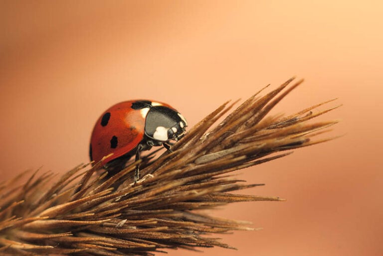 Do Ladybugs Hibernate? Facts & FAQs | Home Grail