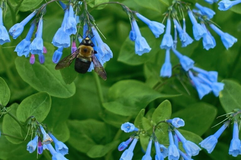 18 Wildflowers That Grow in Tennessee: Identification Guide (With ...