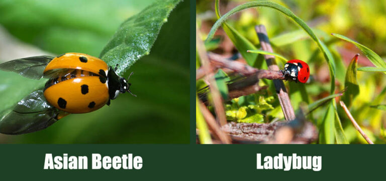Asian Beetle vs Ladybug: Characteristics & Differences | Home Grail