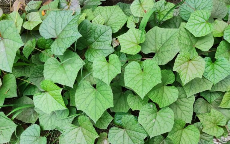 35 Wildflowers That Grow in Minnesota (Identification Guide With Pictures) | Home Grail