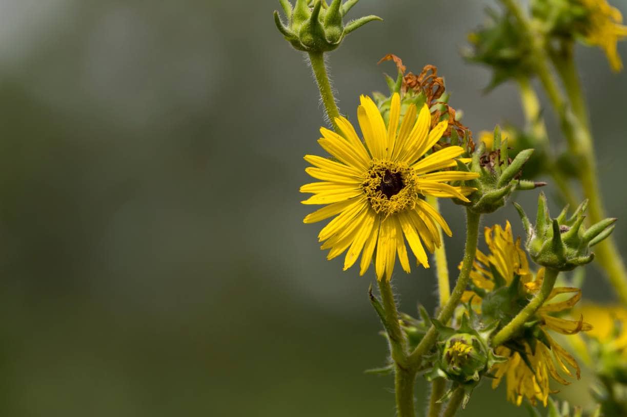 15 Wildflowers that Grow in Kansas: Identification Guide (With Pictures ...