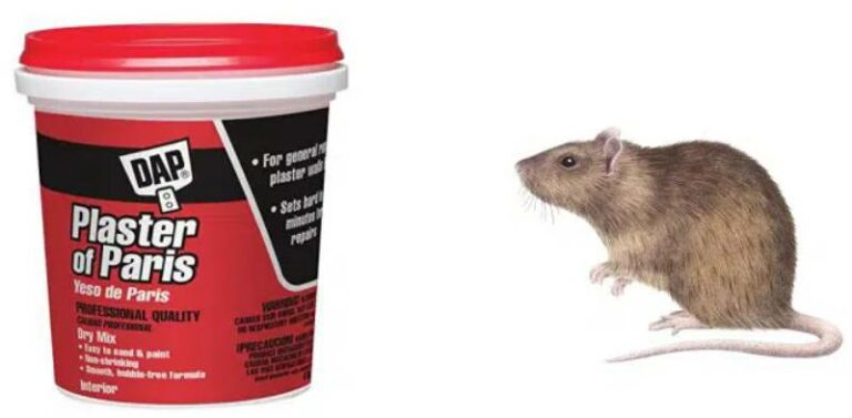 10 Effective DIY Mouse Repellents That You Can Make Today (With ...
