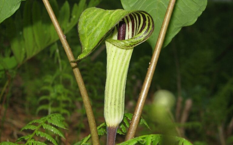 12 Wildflowers That Grow in Maine: Identification Guide (With Pictures ...