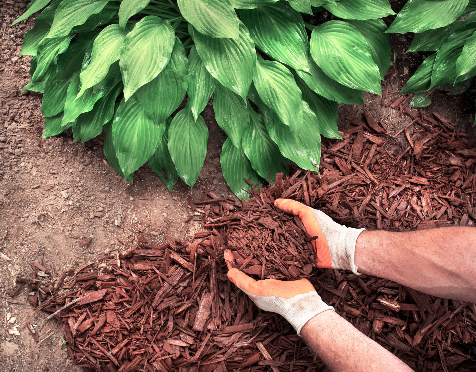 What Are the Best Mulches to Avoid Termites? 5 Effective Deterrents ...