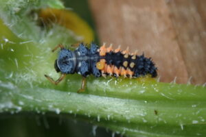 How Long Do Ladybugs Live? 4 Life Stages (With Pictures) | Home Grail