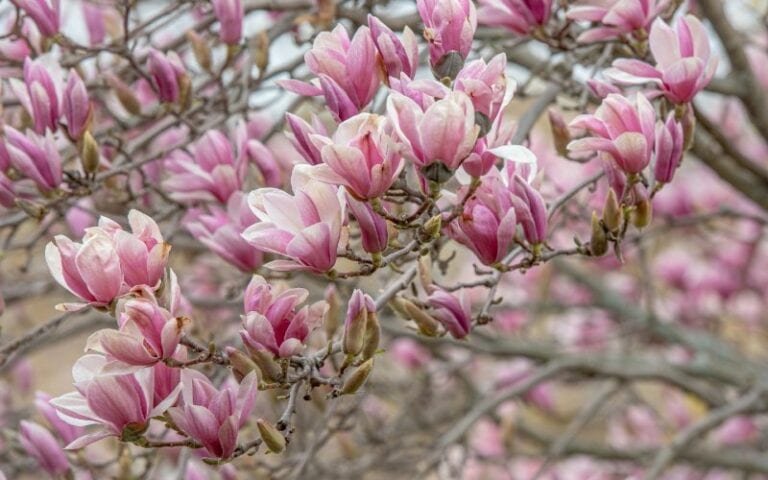 20 Types of Plants That Like Acidic Soil | Home Grail