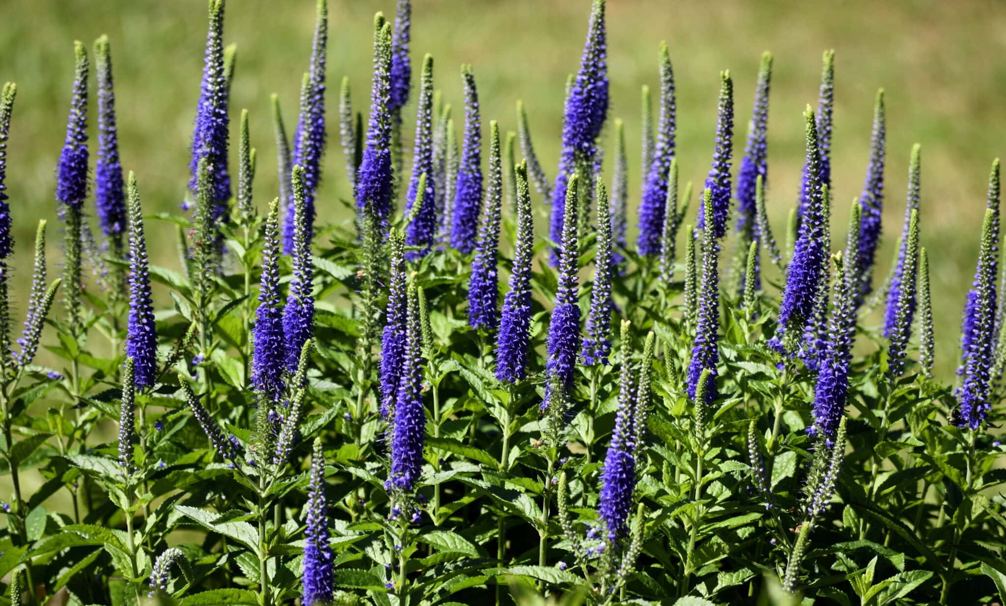 35 Wildflowers That Grow in Minnesota (Identification Guide With ...