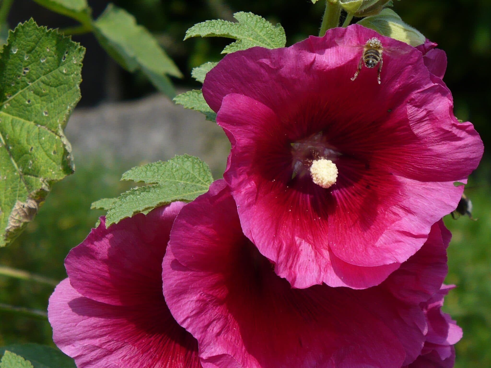 35 Wildflowers that Grow in Oklahoma: Identification Guide (With ...