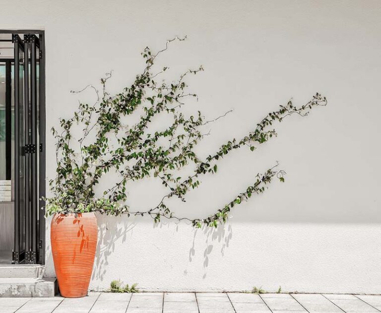 8 Tips on How to Hang Vines on a Wall Properly | Home Grail