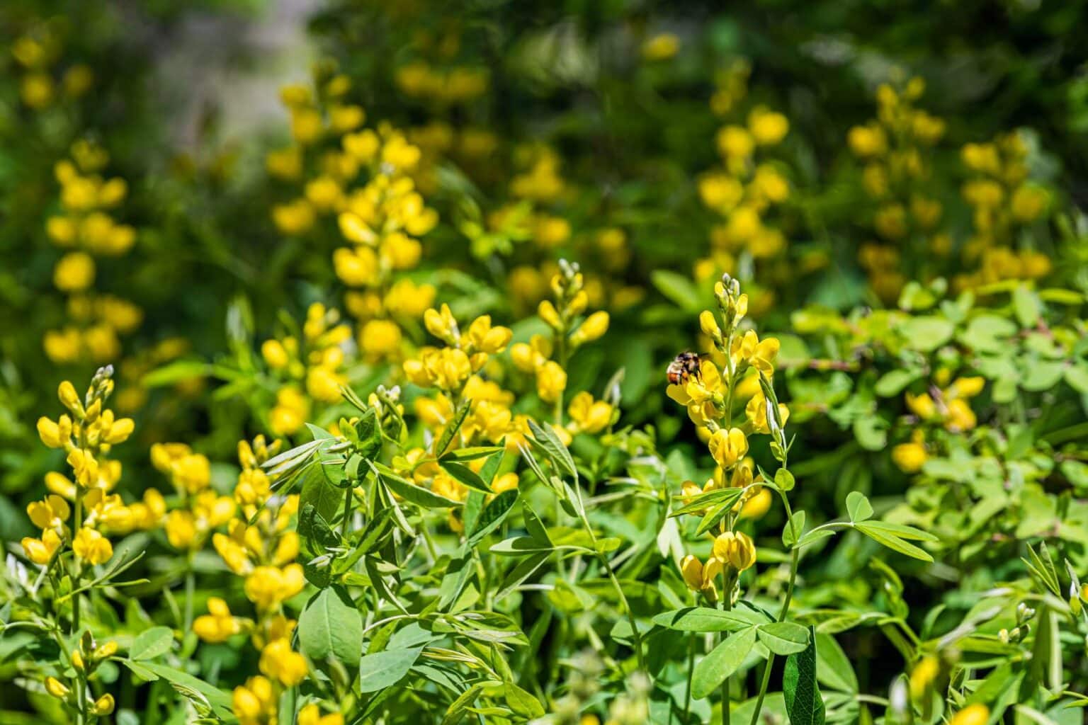 35 Wildflowers that Grow in Oklahoma: Identification Guide (With ...