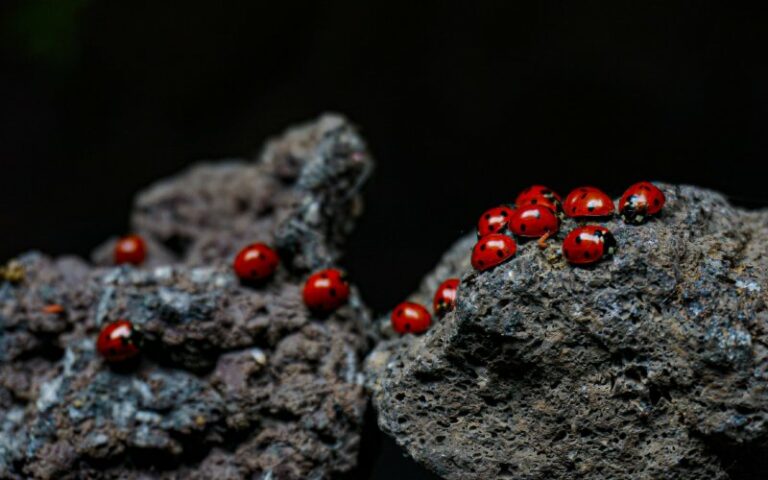 Does Vinegar Kill Ladybugs? Plus An Effective Alternative | Home Grail