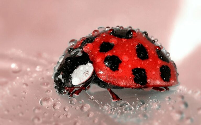 How Long Do Ladybugs Live? 4 Life Stages (With Pictures) | Home Grail