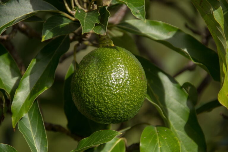 15 Types Of Avocado Trees & Their Varieties (with Pictures) | Home Grail
