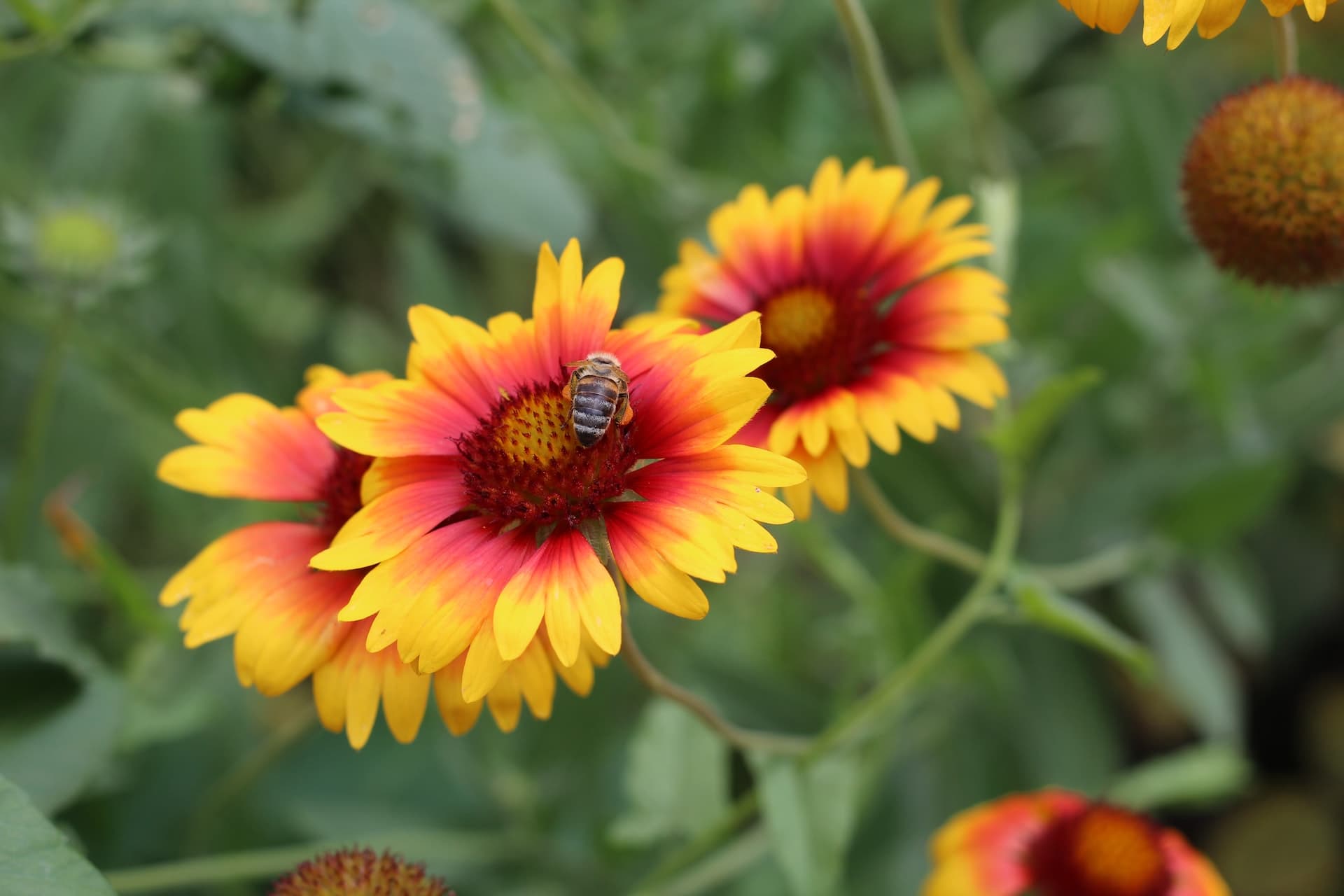 63 Wildflowers That Grow in Nebraska (Identification Guide with ...