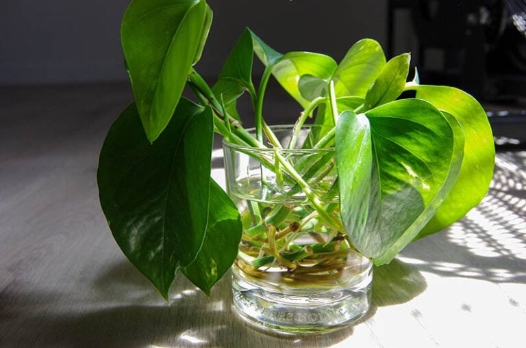 How to Root Plant Cuttings in Water (4 Expert Propagation Tips) | Home ...