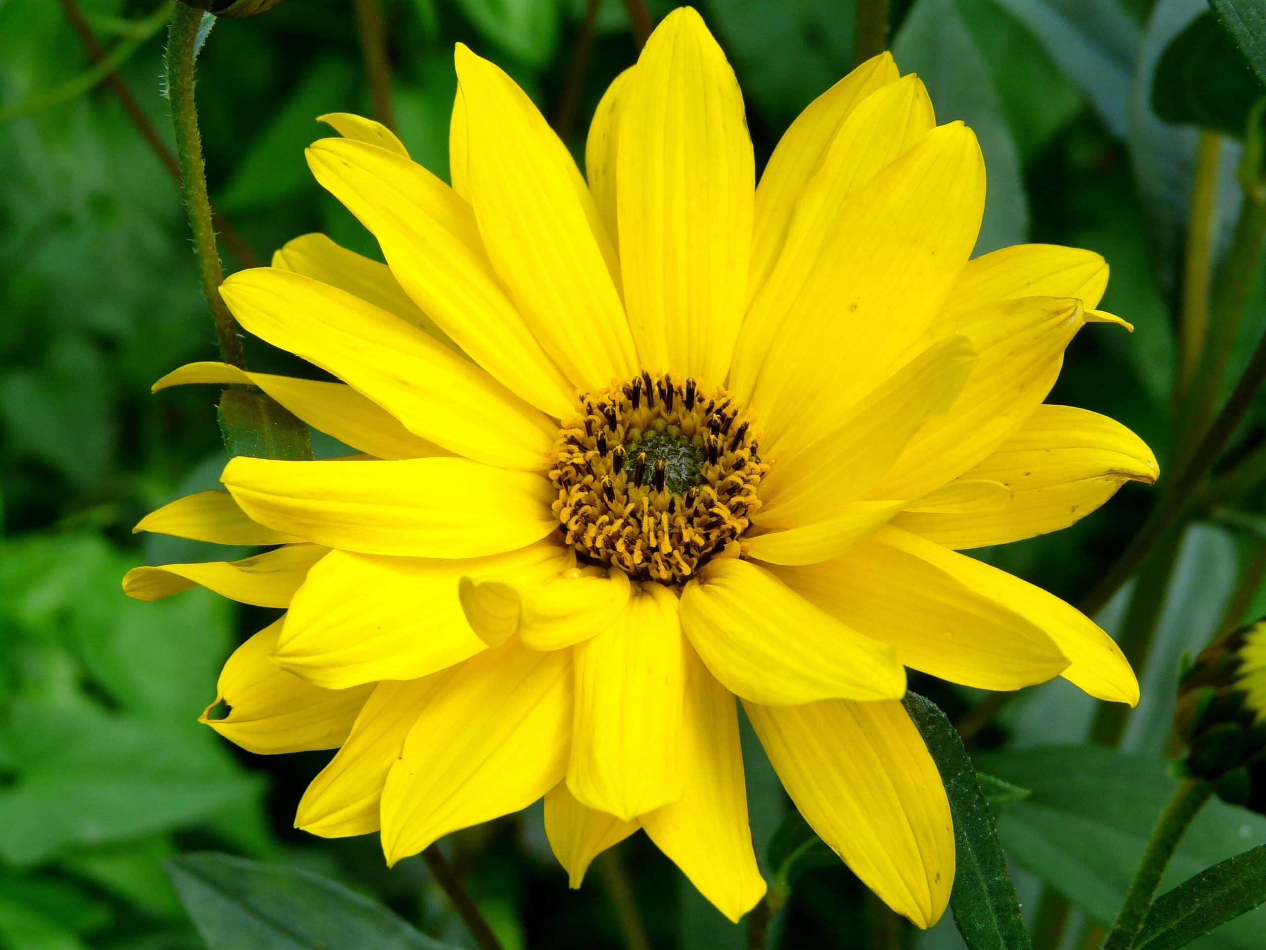 10 Wildflowers That Grow in Utah (Identification Guide with Pictures ...