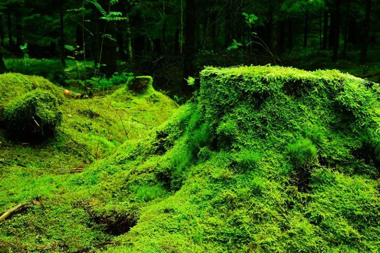 Does Moss Have Roots? What You Need To Know! | Home Grail