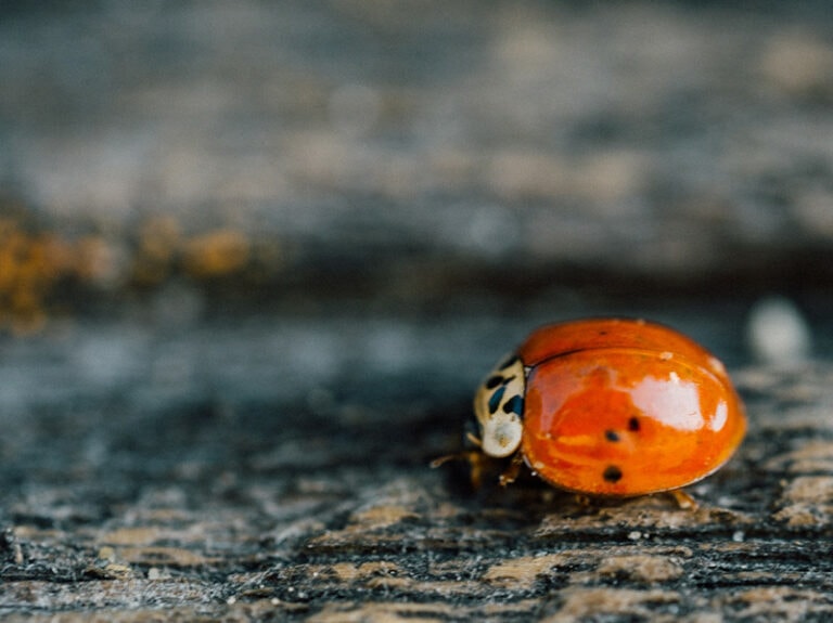 Are There Orange Ladybugs? What Are They Really? | Home Grail