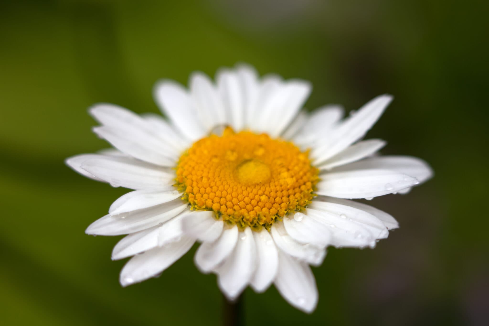 45 Wildflowers That Grow in Oregon (Identification Guide With Pictures ...
