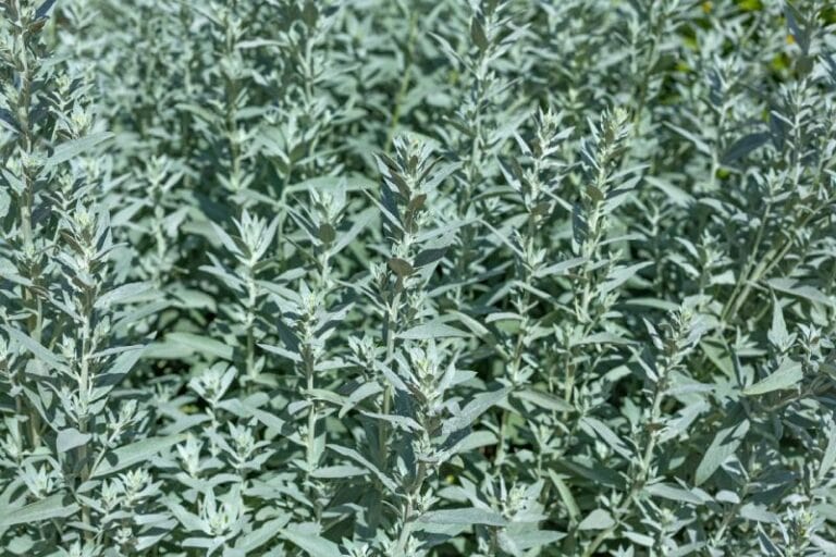 15 Wildflowers That Grow in Iowa (Identification Guide with Pictures ...