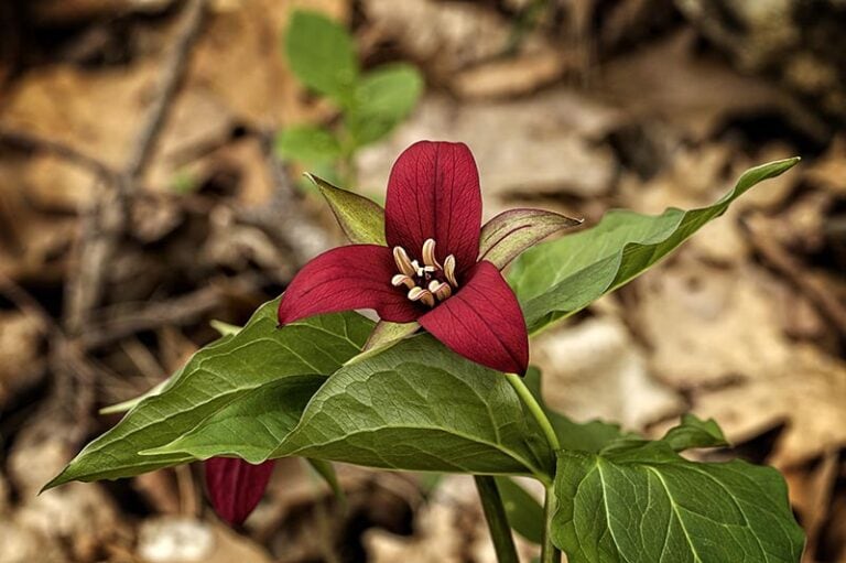 12 Wildflowers That Grow in Maine: Identification Guide (With Pictures ...