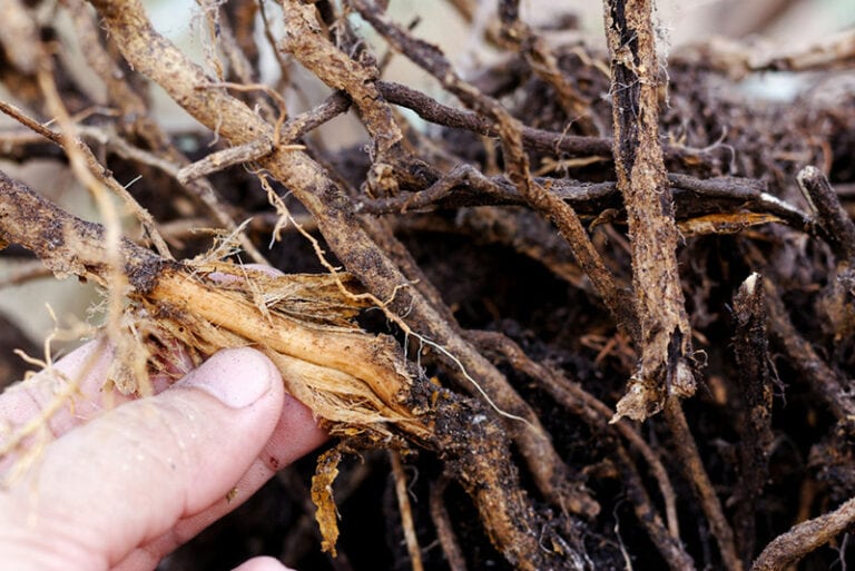 Is My Crape Myrtle Dead? (6 Signs to Look For) | Home Grail