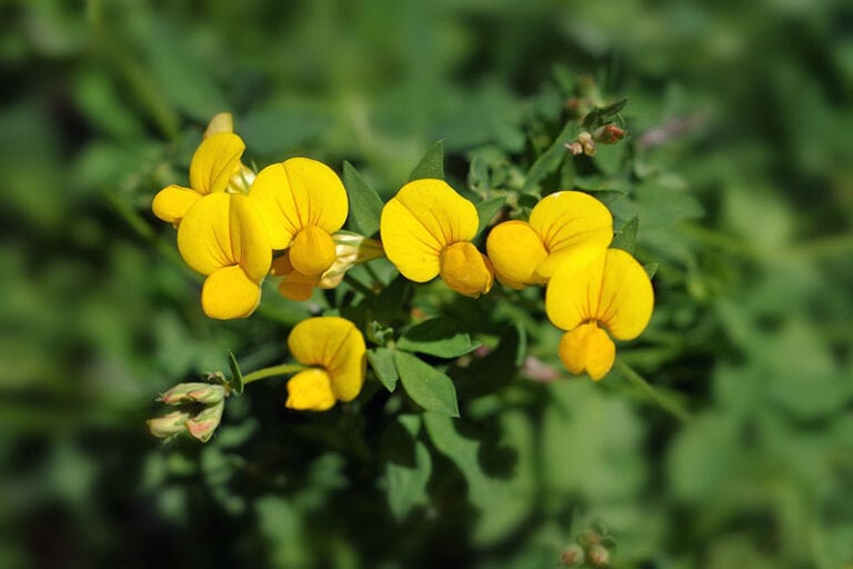 45 Wildflowers That Grow in Oregon (Identification Guide With Pictures ...