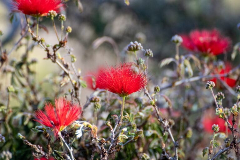 15 Wildflowers That Grow in Arizona (Identification Guide With Pictures ...
