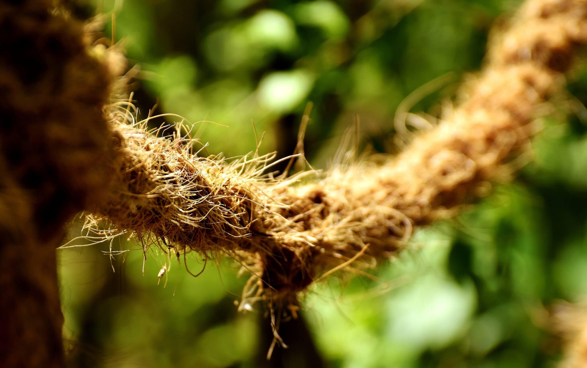How To Make a Rope from Plant Fiber in 4 Steps & Which Plants to Use ...