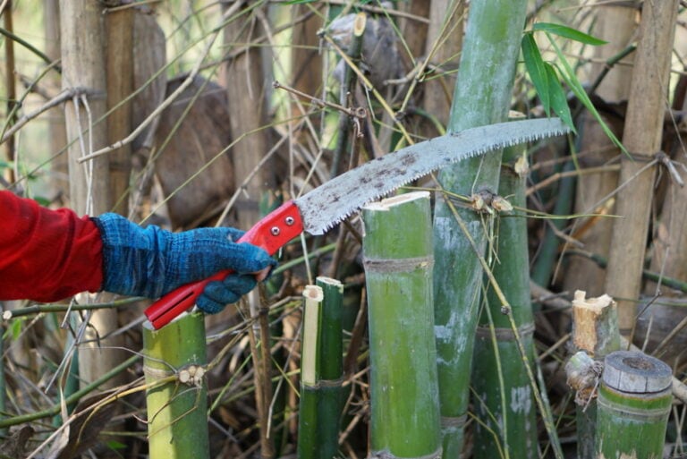 How to Kill Bamboo (6 Expert Tips) | Home Grail