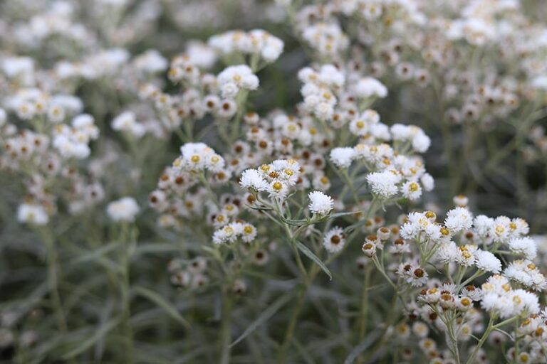 8 Wildflowers Native to Connecticut (Identification Guide With Pictures ...