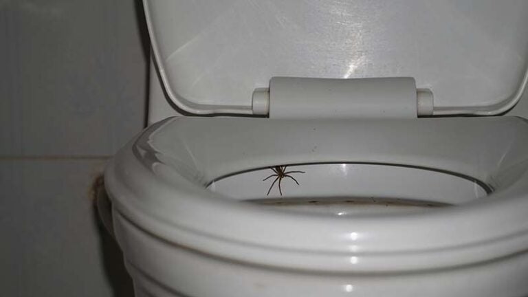 Can a Spider Get in Your Toilet? When To Worry & Prevention Tips | Home ...