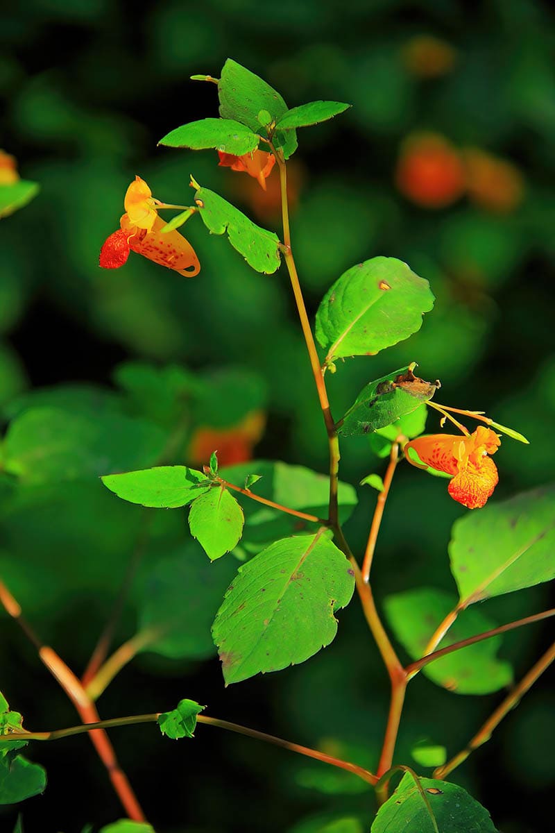 16 Wildflowers That Grow in Indiana (Identification Guide with Pictures ...