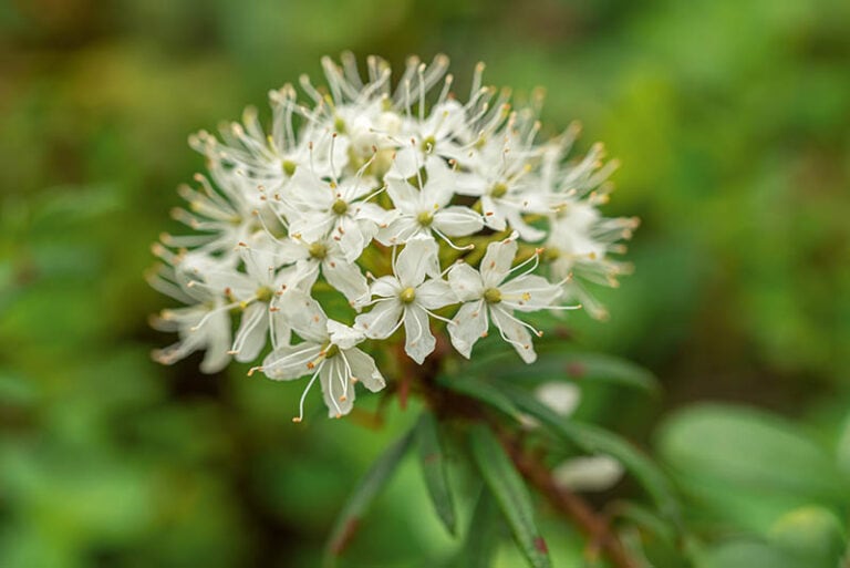 50 Wildflowers That Grow in Montana (Identification Guide With Pictures ...
