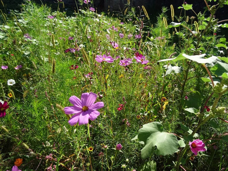 16 Wildflowers That Grow in Indiana (Identification Guide with Pictures ...