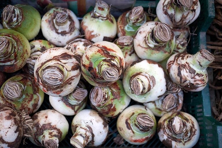 Is My Amaryllis Bulb Dead or Dormant? (4 Signs to Look For) | Home Grail