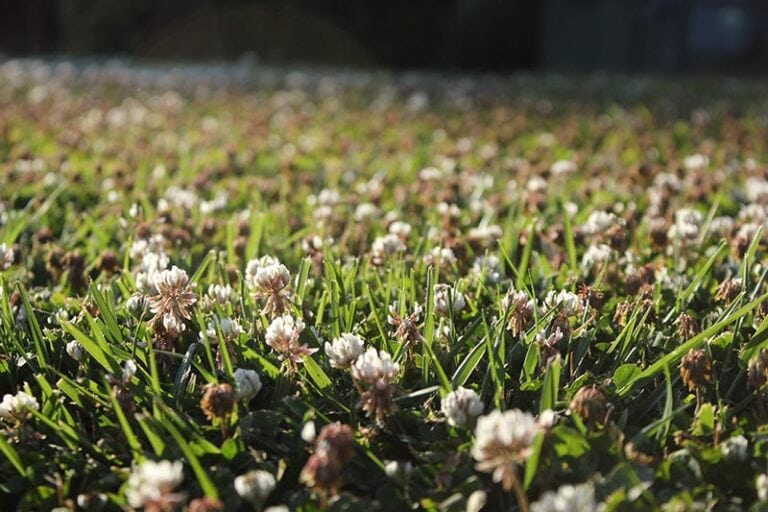 Best Clover for Your Lawn – 4 Types to Use (With Pictures) | Home Grail