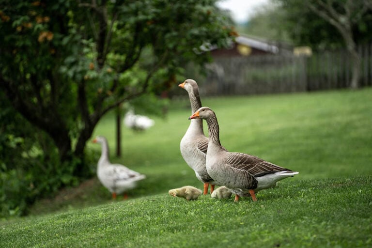 How to Keep Geese Out of Your Yard (10 Safe & Humane Tips) | Home Grail