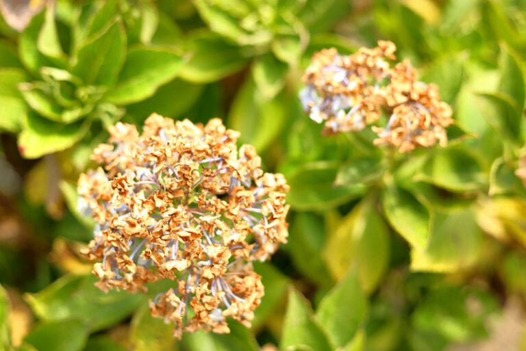 Is My Hydrangea Dead or Dormant? 5 Signs to Look For | Home Grail