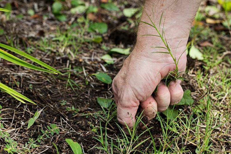 How Fast Does Grass Grow? 5 Factors | Home Grail